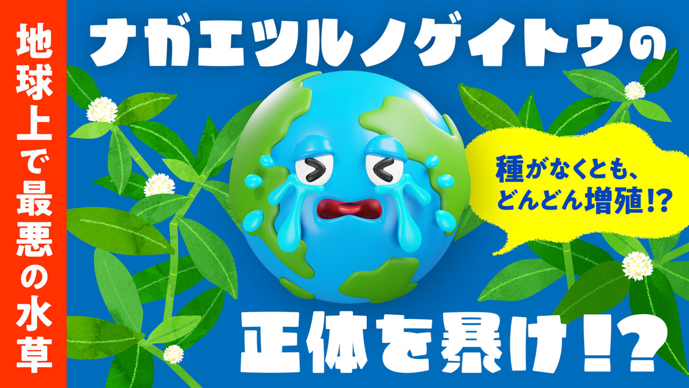 BE KOBE農産物にTry！甲南大学 理工学部生物学科 今井研究室が始動！ | SDGSプロジェクト